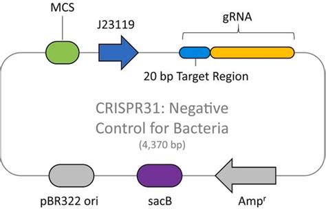 Cas9 Lambda Red Homologous Recombination Plasmid For E Coli