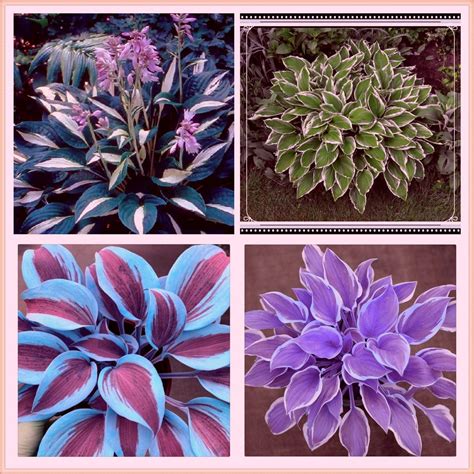 Mixed Hosta Bulbshostas Live Plants Outdoor Ready To Planthosta Bulbs