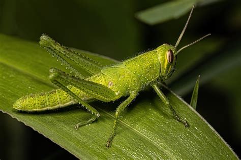 Premium Photo Bird Grasshopper Nymph