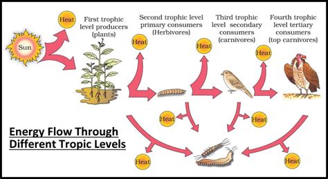 Ecological Pyramids Of Number Biomass And Energy Study Wrap