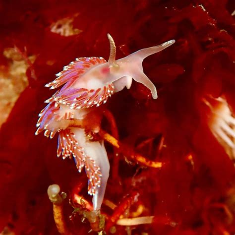 Download Colorful Sea Slug On Red Algae Wallpaper