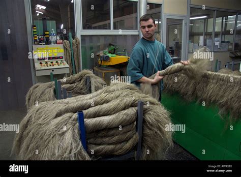 Scutching Flax Hi Res Stock Photography And Images Alamy