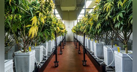 Confronting The Cannabis Security Status Quo Security Info Watch
