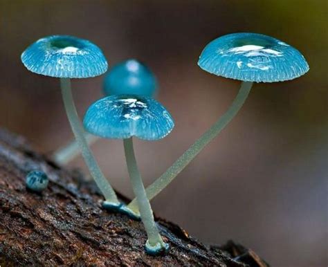 炫藍磨菇 blue mycena mushroom 虎婆 小肉球 的部落格 udn相簿