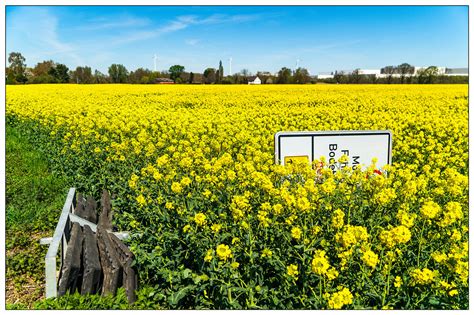 Der Tod Im Rapsfeld Foto And Bild Landschaft Äcker Felder And Wiesen
