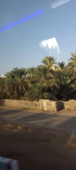 بساتين النخيل المدينة Youtube