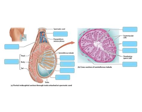 Internal Structures Of The Testis And Epididymis Quiz