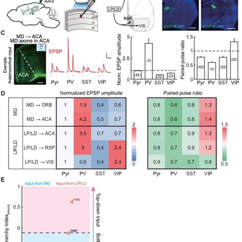 Synaptic Properties Of Tc Inputs From Association Nuclei A Schematic Download Scientific