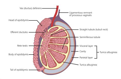 Testicular Pain Rcemlearning