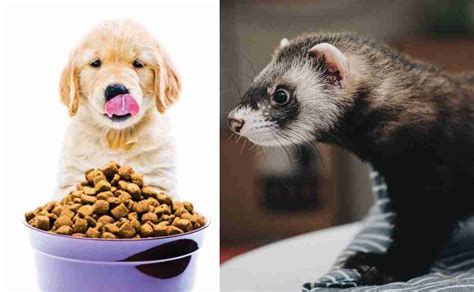 Can Ferrets Eat Dog Food Know Correct Answer Ferret Adviser