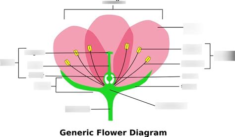 7 Terminology Diagram Quizlet