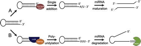 Microrna Maturation And Degradation Is Regulated By Untemplated
