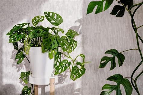 Como fazer muda de costela de adão Encha a casa de muito verde