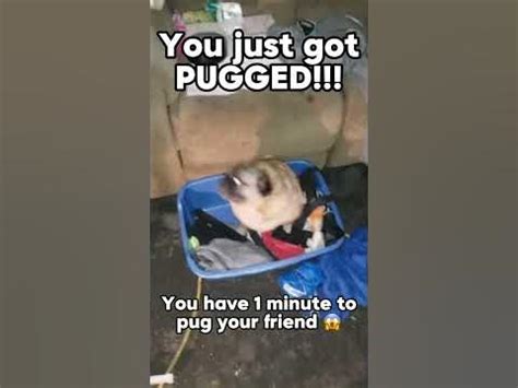 You Just Got Pugged Memes Funny Youtube