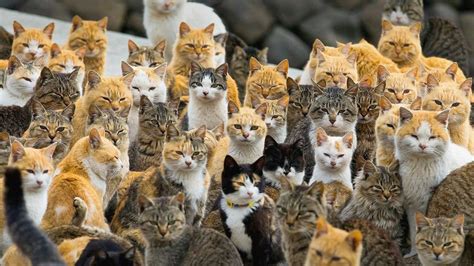 How Many Cats Are In The World In 2025 Stats And Facts