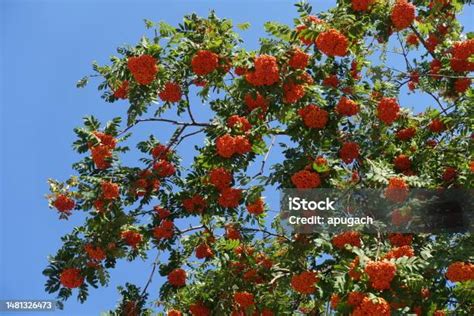 맑은 푸른 하늘과 9 월에 오렌지 열매가있는 유럽 마가목의 가지 0명에 대한 스톡 사진 및 기타 이미지 0명 가을 계절 Istock