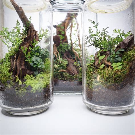 Terrariums Scrolller
