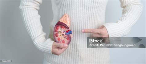 解剖学的ヒト腎臓副腎モデルを持つ女性泌尿器系と結石の病気癌世界腎臓デー慢性腎臓と臓器提供者の日のコンセプト 1人のストックフォトや画像を