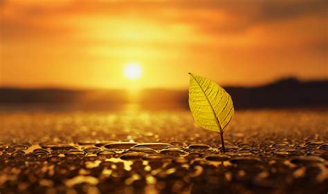 Photography Macro Leaves Water Drops Depth Of Field Bokeh Sun Nature Wallpapers Hd