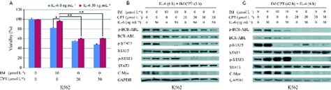 Cryptotanshinone But Not Imatinib Inhibits The Growth Of K562 Cells