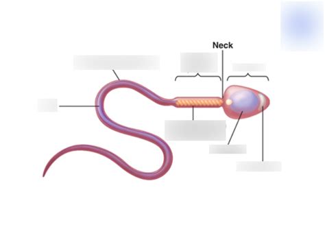 IB Structure Of Sperm Cell Diagram Quizlet