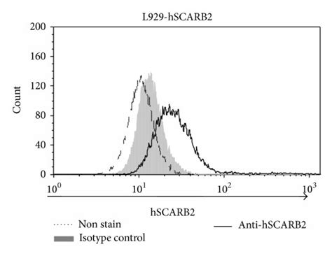 Expression Of Recombinant AAV HSCARB2 And AAV HPSGL1 In Cell Lines