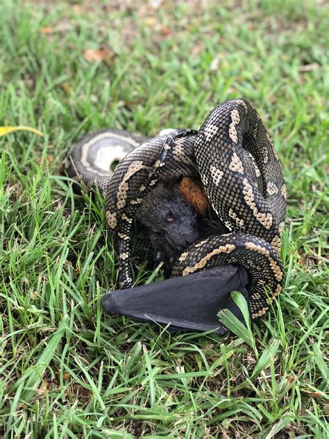 Carpet Python Eating A Fruit Bat Rnatureismetal