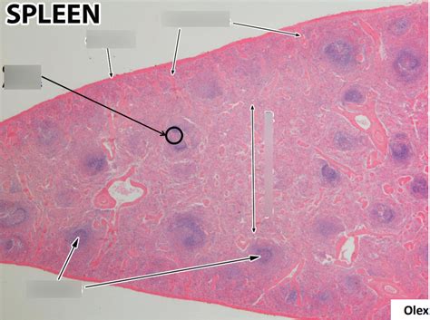 Spleen Histology Diagram Quizlet
