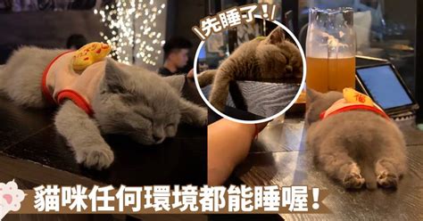酒桌上誰先醉趴了！喔～原來是喵主子啊！奴才：酒量好差勁，這怎麼跟我一較高下啦 Petcity 毛孩日常 Line Today