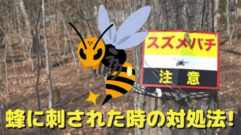 蜂に刺されたらどうなる？応急処置のやり方・病院は何科を受診すべきか紹介！ 害獣・害虫 撃退ナビ