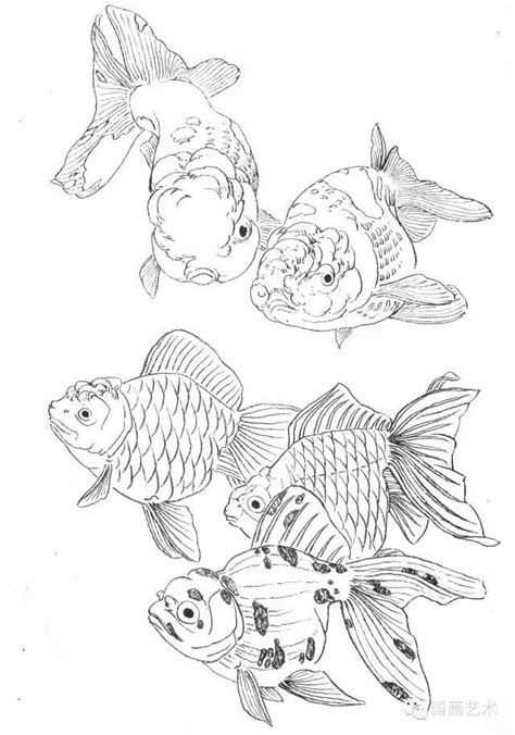 畫友之家 技法篇 工筆金魚白描設色步驟講解給力 每日頭條