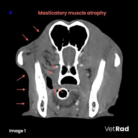 Trigeminal Nerve Neoplasia Vetrad