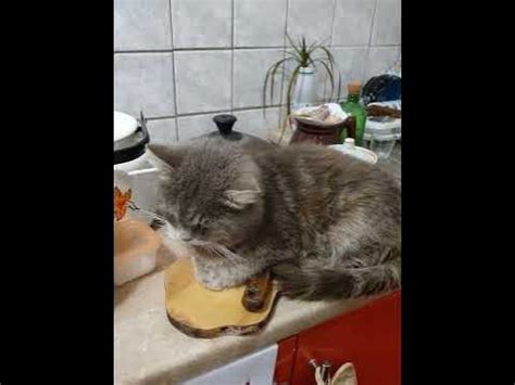 колбаска😆 #котик #кот #кухня #колбаска #повар #люблюнемогу - YouTube