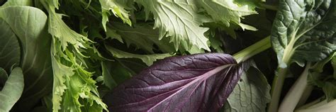Leafy Greens Seeds Davids Garden Seeds®