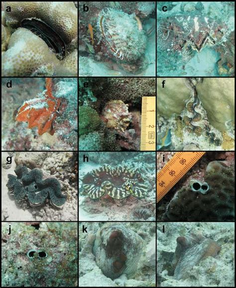 A Pedum Spondyloideum Gmelin 1791 B Spondylus Sp C Hyotissa