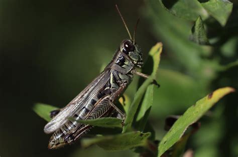 Grasshopper By Guardfather On Deviantart