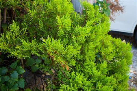 Top 10 Evergreen Shrubs For Texas Best Lawn And Gardens