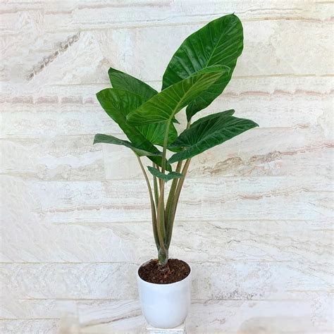 خرید و قیمت بابا آدم تنه قرمز گیاه آپارتمانی پر طرفدار و دکوراتیو با گلدان سرامیکی با کیفیت از