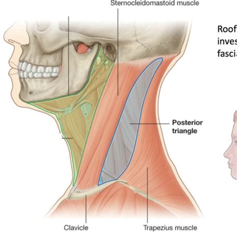 Posterior Cervical Triangle Dissection Flashcards Quizlet