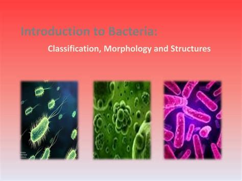 Bacteria Intro Including The Types Of Bactera Ppt