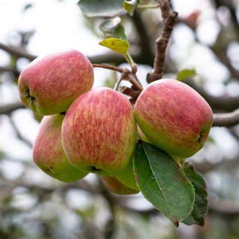 Apple Ana - Hasiru Agro