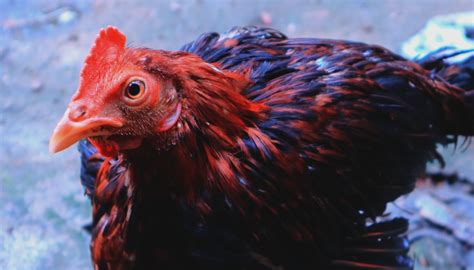 Bathing Chickens Dine A Chook