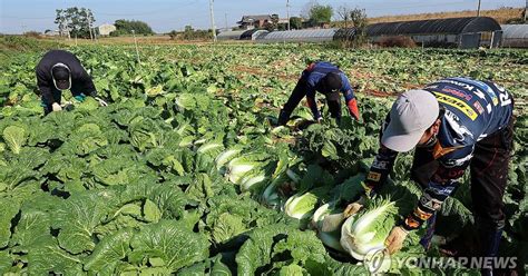 해남 배추 본격 수확