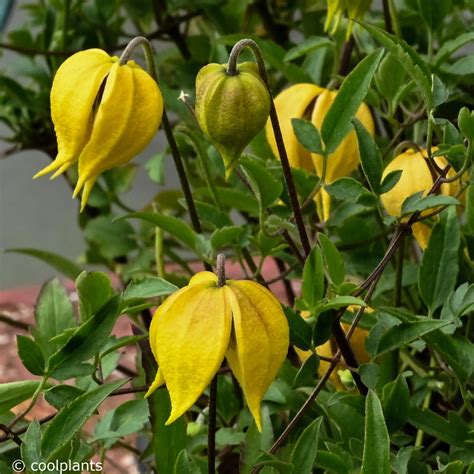 Clematis 'Little Lemons' - Kaufen Sie Pflanzen bei Coolplants