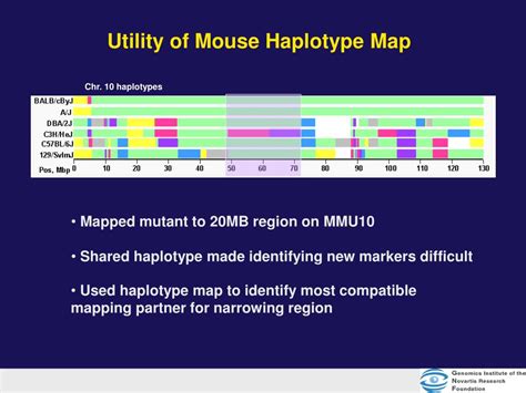 Ppt Towards A Complete Mouse Haplotype Map Powerpoint Presentation Free Download Id715464