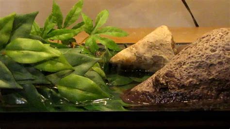 Raising Toadlets Youtube