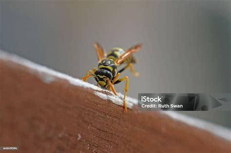 나무 말벌 또는 종이 말벌 매우 가까운 라틴어 이름 폴리시테스 갈리쿠스 Dolichespula Sylvestris 이탈리아의