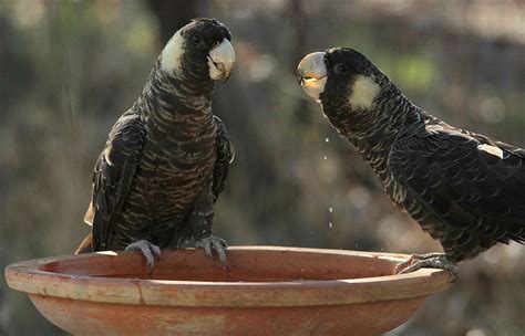 Nesting Boxes For Carnabys A Success But Not A Solution Echo Newspaper
