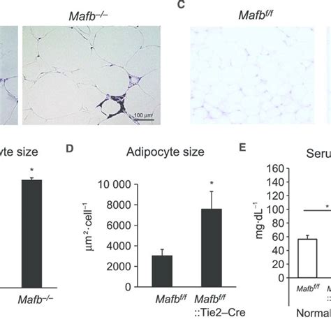 Mafb Deficiency Increases Adipocyte Sizes And Serum Cholesterol Levels