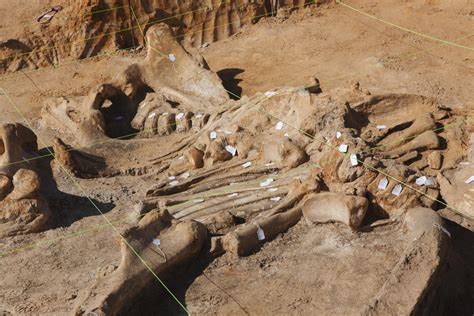 Texas Farmer Finds 60000 Year Old Mammoth Skeleton On Property Nbc News